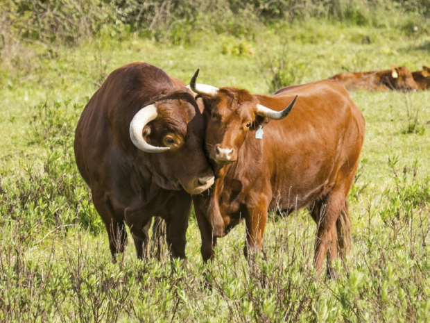 The Mertolenga Cattle Breed - RG Rovisco Garcia